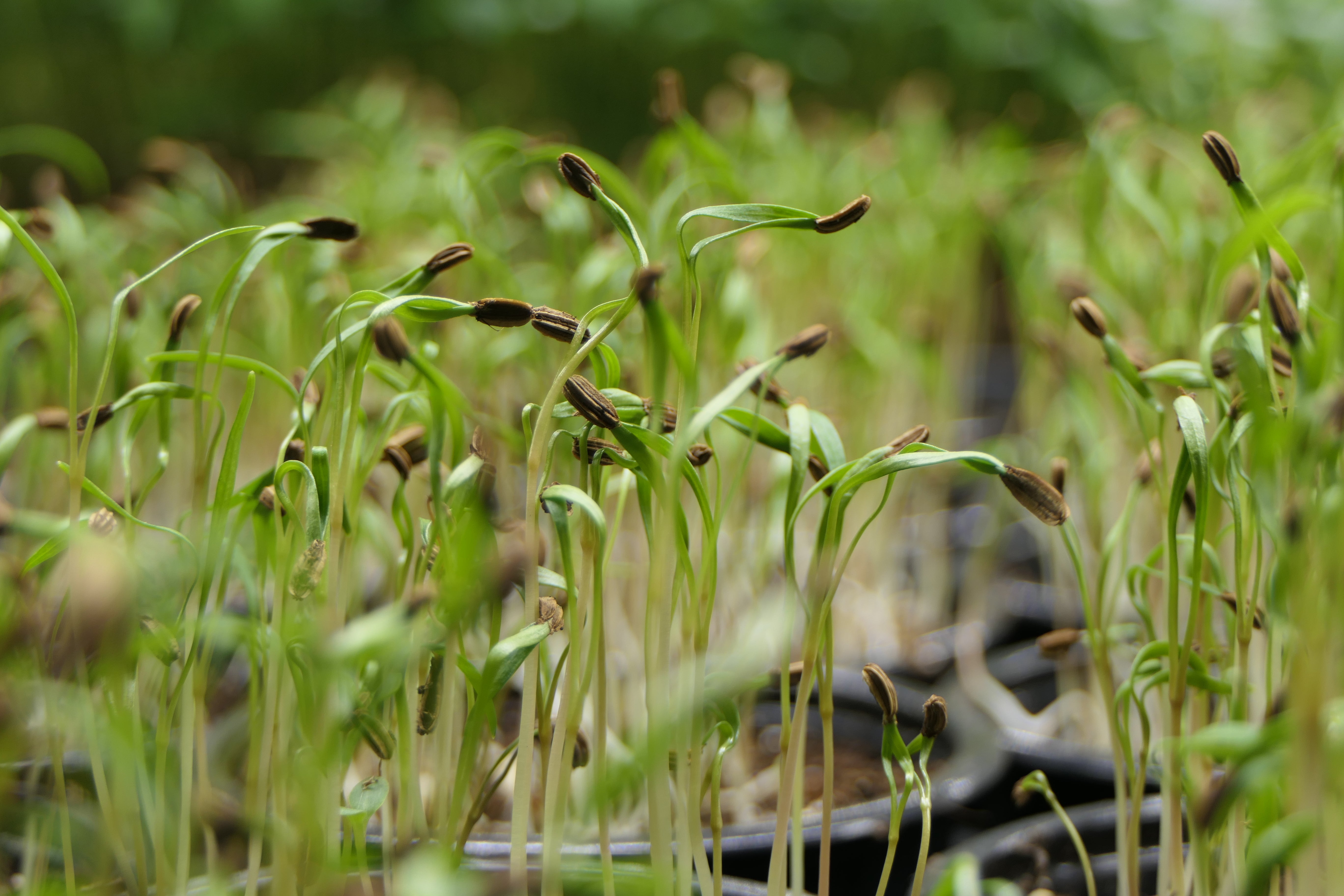 The essential role of copper: Exploring its benefits in the human body ...
